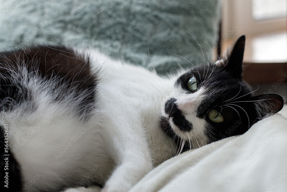 Adorable cat relaxing on chair in room. Cute kitty portrait with ...