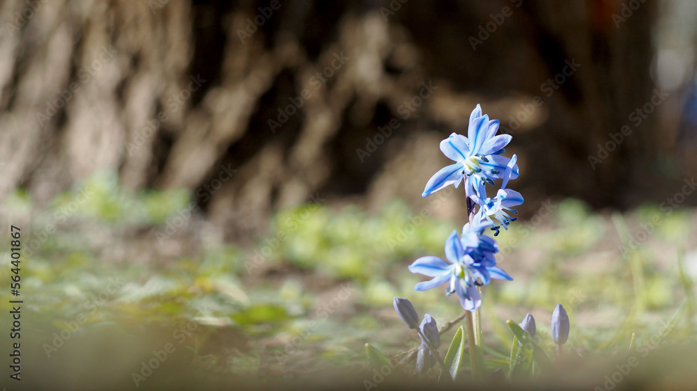 blue scylla flowers grow next to a tree in the park on a spring day ...