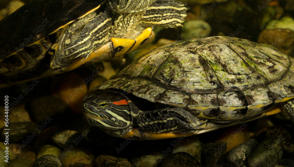 Red-eared terrapin (Trachemys scripta elegans) is a subspecies of the ...