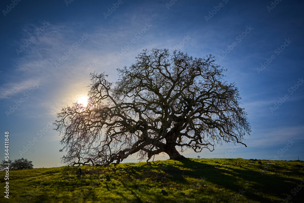 large oak tree in silhouette in winter Stock Photo | Adobe Stock