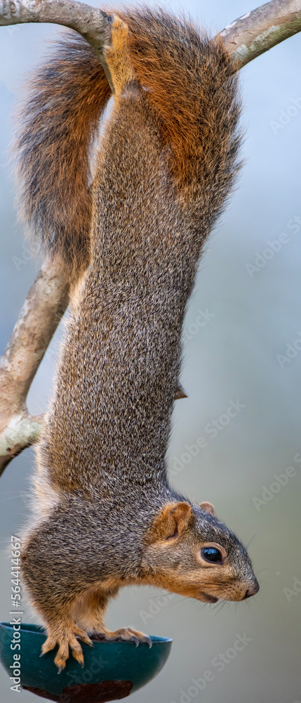 Determined Fox Squirrel Hanging Upside Down in Order to Eat Sunflower ...