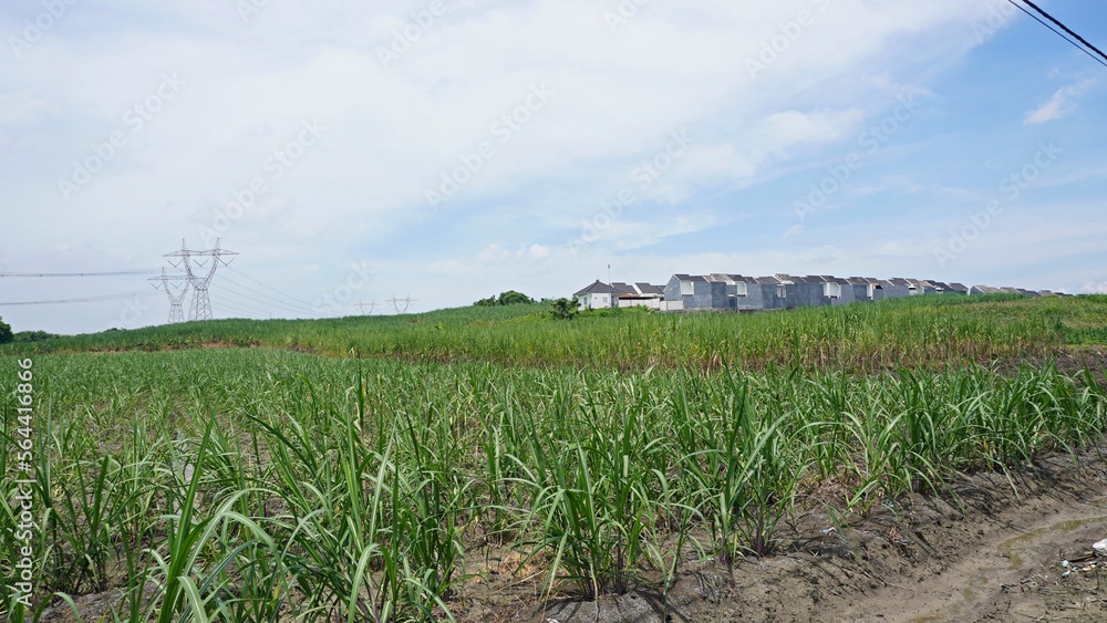 Landscape paddy rice and corn field at rural village with electric ...