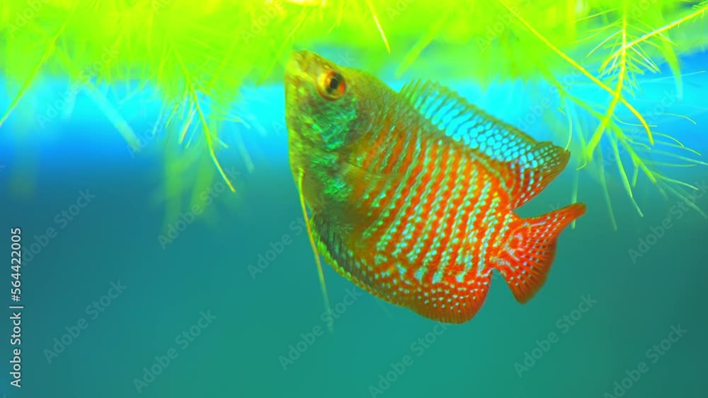 Dwarf Gourami, Colisa lalia, small, brightly colored freshwater fish ...