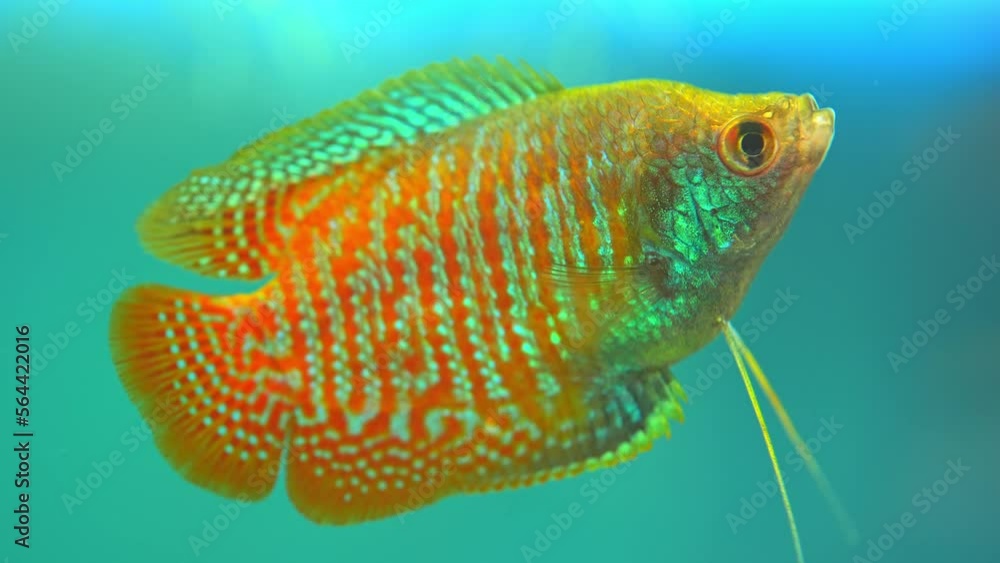Dwarf gourami fish close up macro slow motion shot. Flame gourami, Red ...