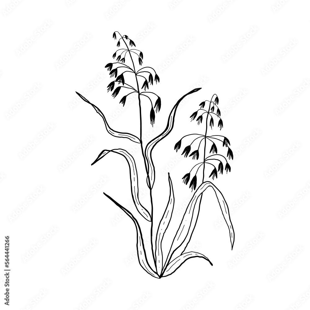 Detailed realistic vector black and white illustration of oat plant ...