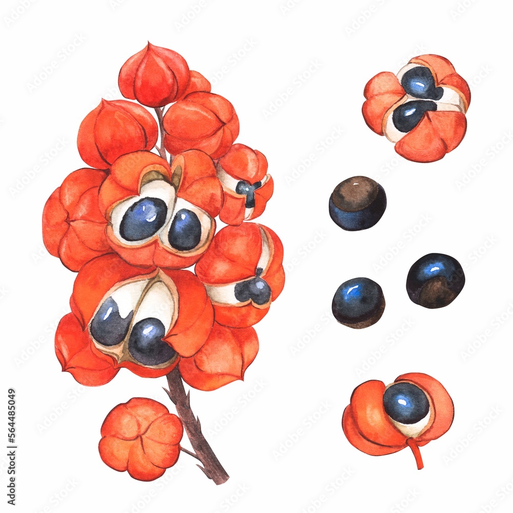 Organic super food guarana. Watercolor set of the Paullinia cupana with ...
