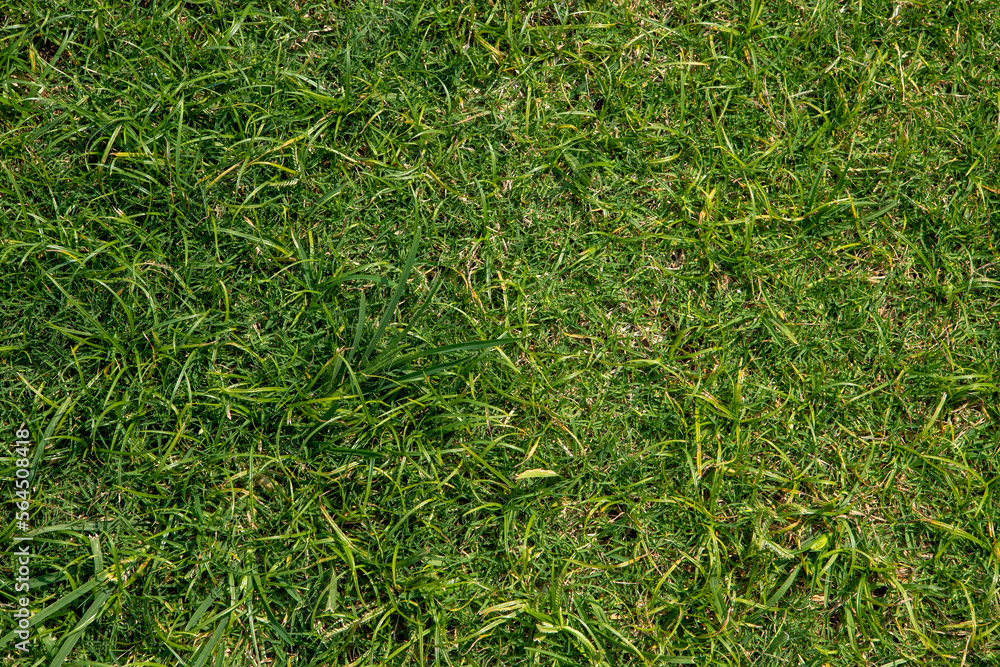 Authentic grass texture background Top view of grass garden Idea ...
