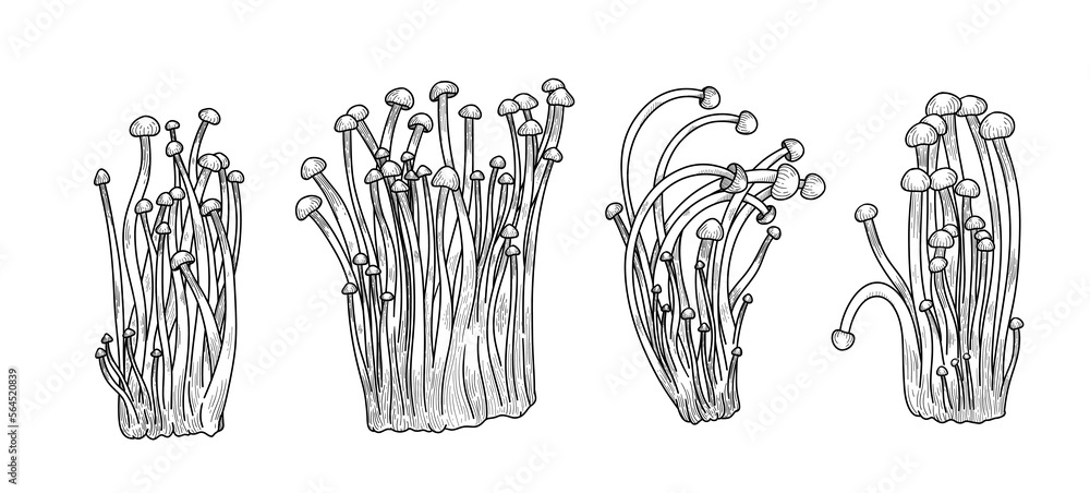 Mushroom vector collection. Asian medical enoki, healthy nutrition diet ...