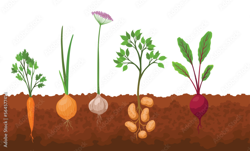 Collection of growing vegetables. Plants showing root structure ...