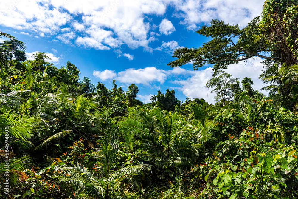 panorama of the famous tropical jungle in daintree rainforest national ...