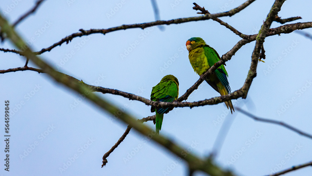 cute pair of small green parrots sitting together in a tree in a ...
