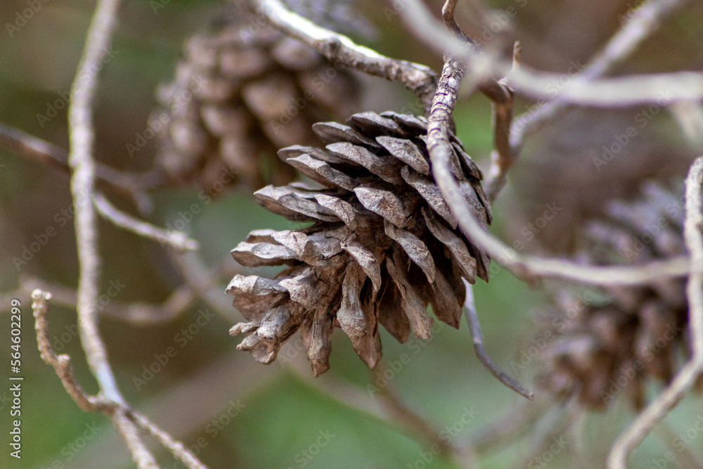 Fotka „La marrón piña colgando de la rama de un pino y el fondo verde ...