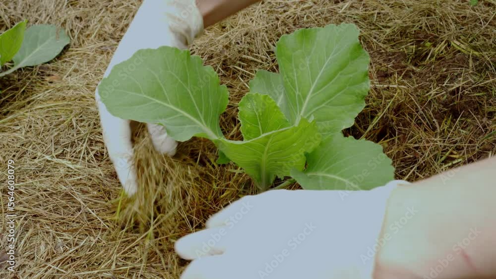 Mulching with dried cut small grass of young cabbage plant. Women hands ...