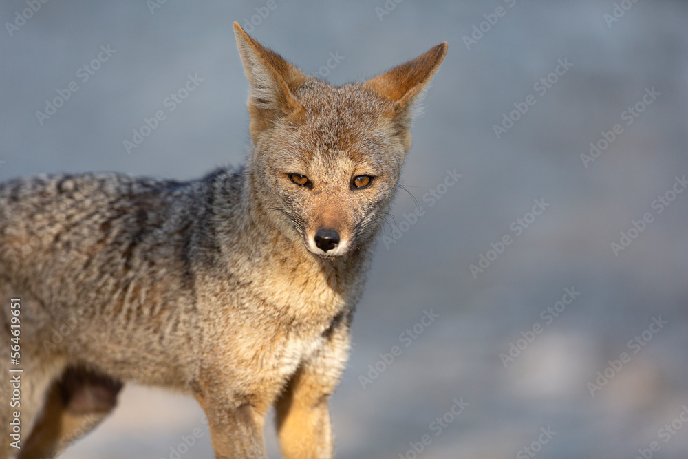 Un zorro gris, Lycalopex griseus en habitat natural con luz del ...