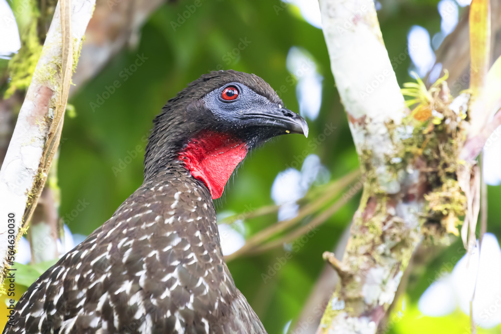 Retrato de una pava de monte crestada (Penelope purpurascens) en las ...