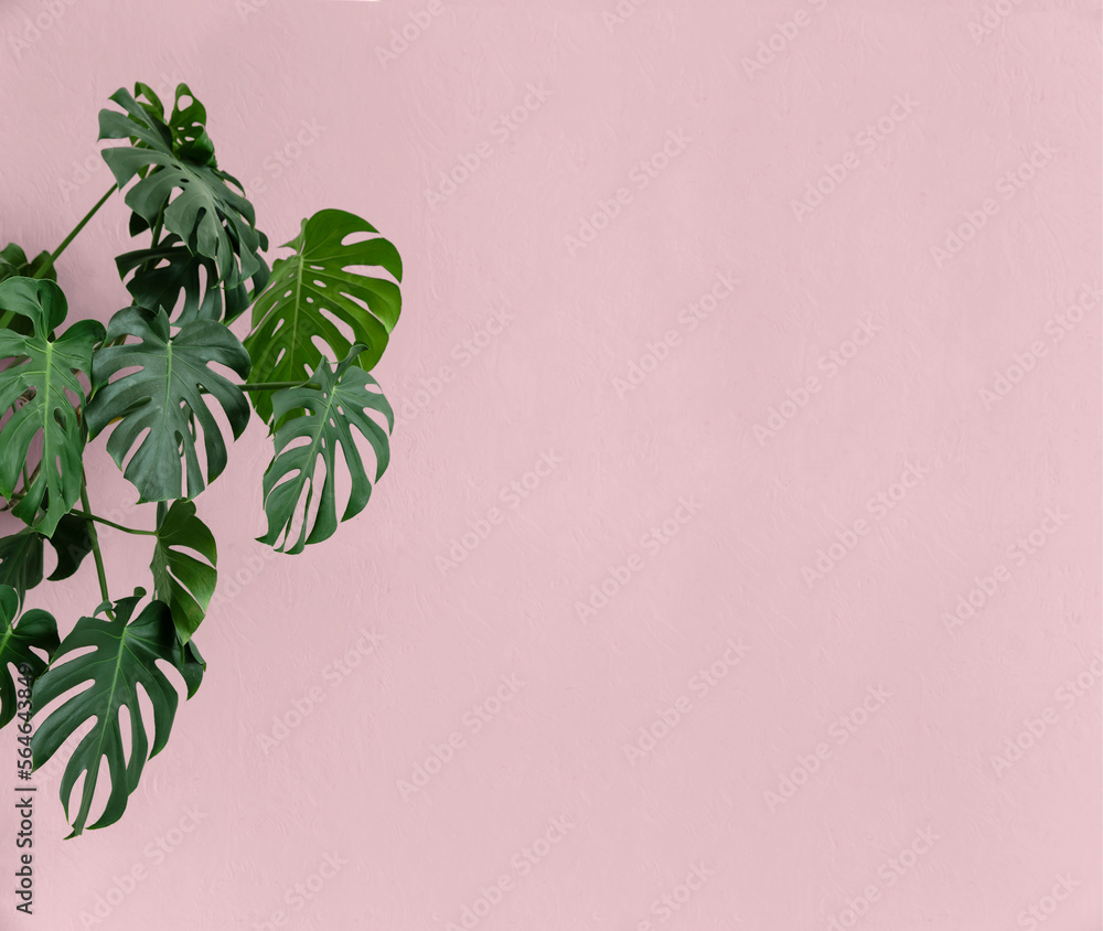 Monstera plant against pink background Stock Photo | Adobe Stock