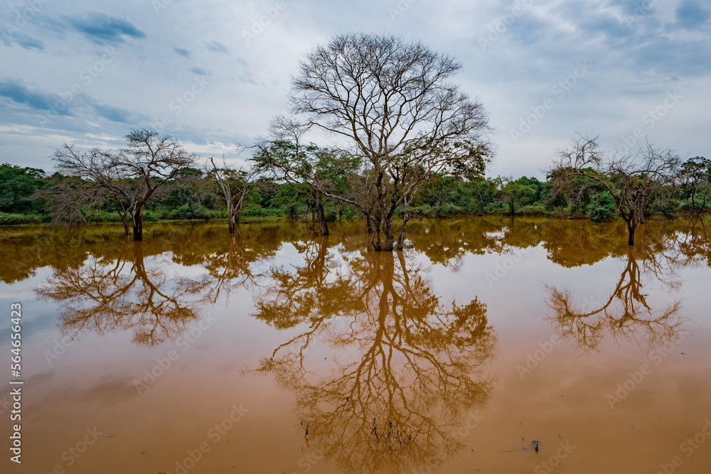 Yala National Park, the most famous park in Sri Lanka, with dry trees ...