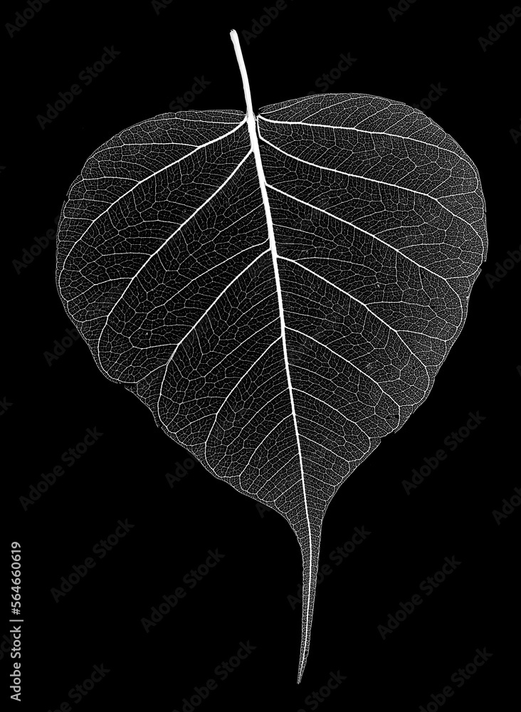 leaf texture pattern, leaf background with veins and cells - macro ...