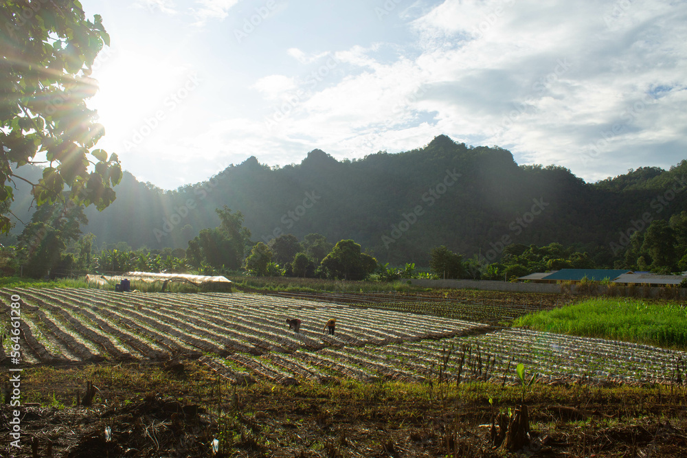 Vegetable planting plots of villagers in Pang Phueng Village Stock ...