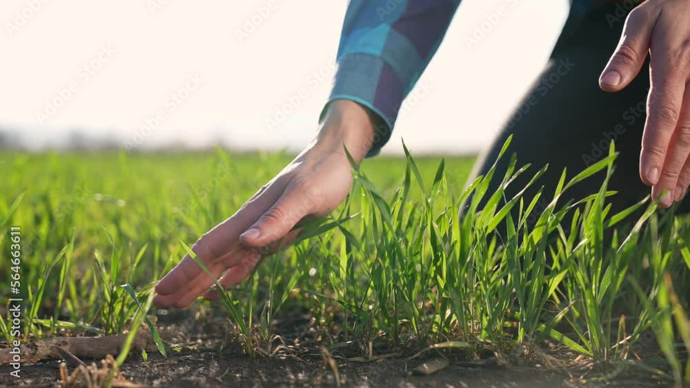 Male farmer hand touches young shoots of wheat close-up. farmer works ...