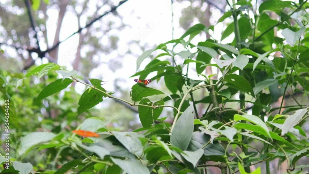 Paisaje natural con varias especies de mariposas volando al rededor de ...