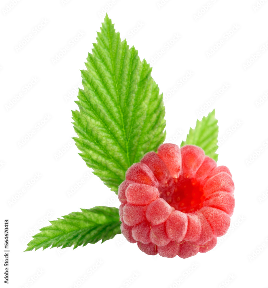 Raspberry with leaf closeup isolated on transparent background. PNG ...