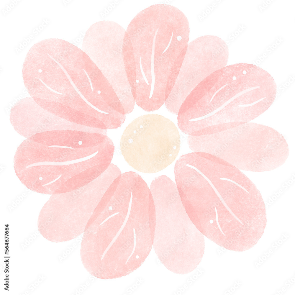 Pink Watercolor Daisy on transparent background Stock Illustration ...