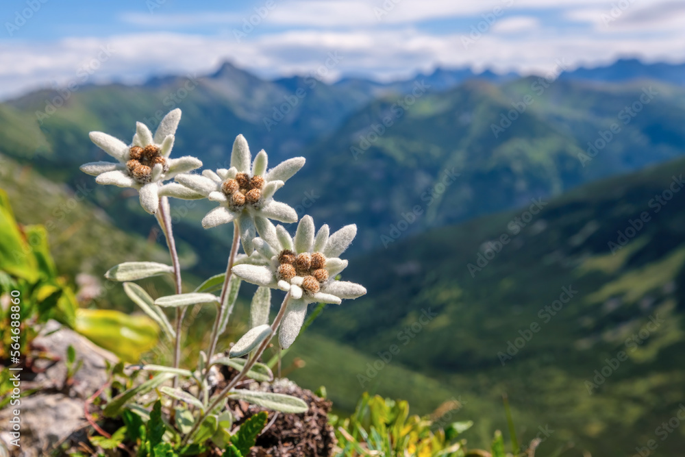Very rare edelweiss mountain flower. Isolated rare and protected wild ...