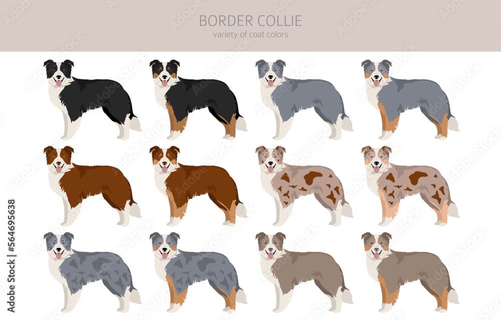 Border collie dog clipart. All coat colors set. All dog breeds ...