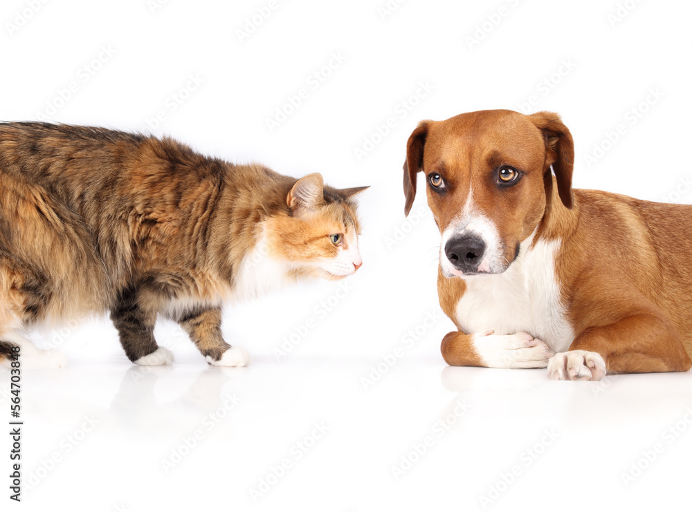 Cat and dog introduction. Face to face meeting of cat and new dog. How ...