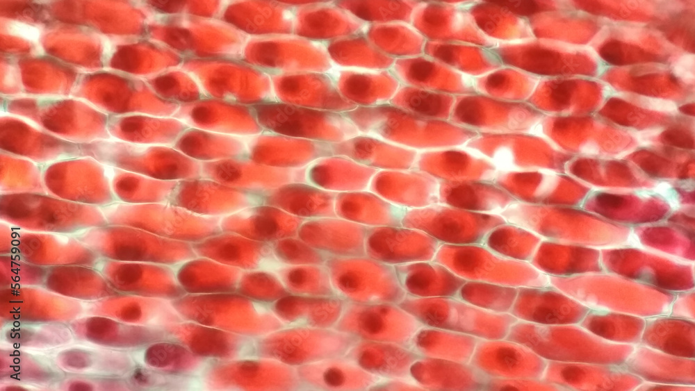 Hibiscus flower epidermal tissue. Plant tissue/ cell. Live cell ...