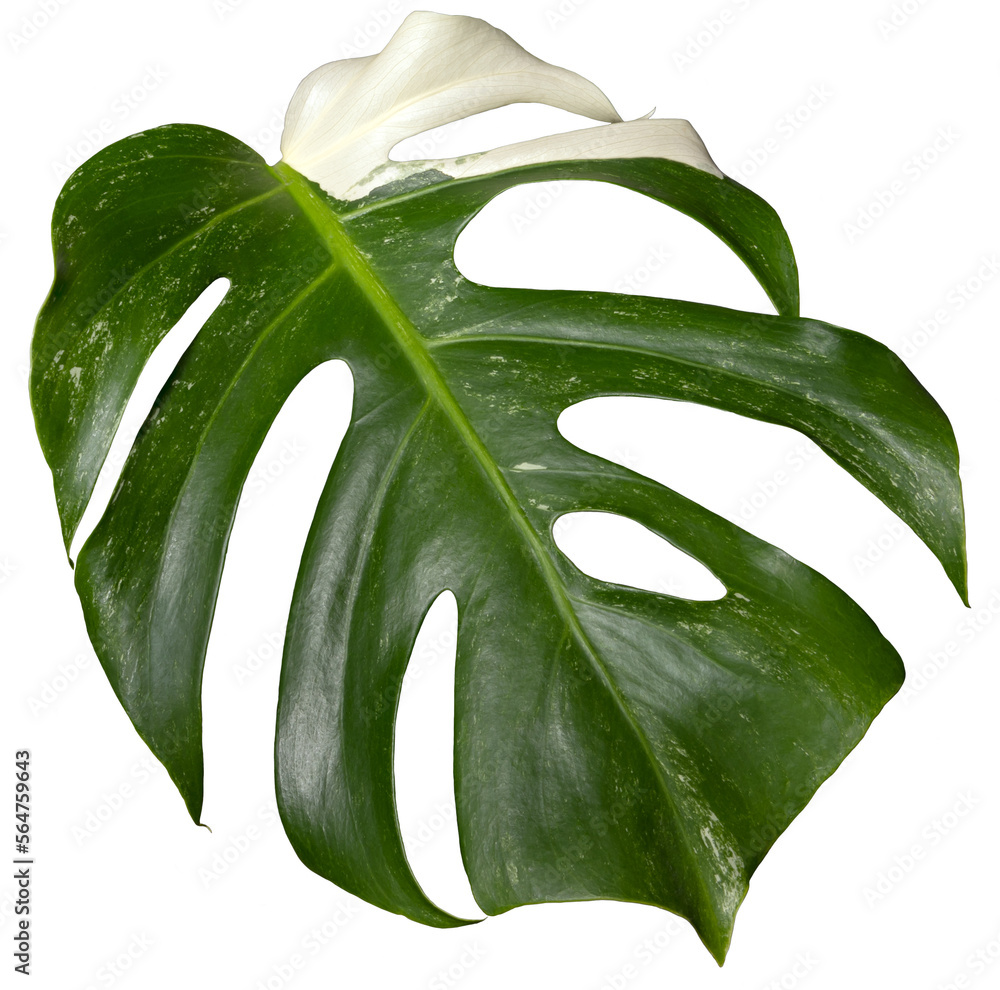 variegated monstera plant single leaf Stock Photo | Adobe Stock