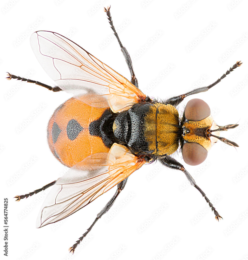 Gymnosoma rotundatum is a species of flies in the family Tachinidae ...