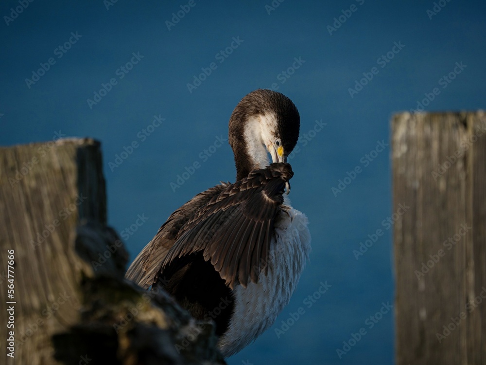 Foto de Black white common shag Australian pied cormorant with beak ...