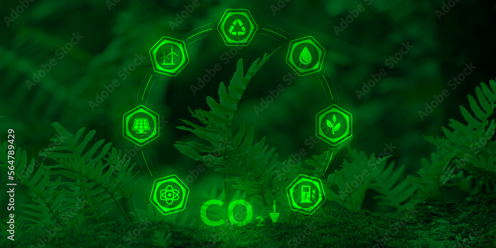 Ecology, sustainable resources, renewable energy concept. A fern sprout ...