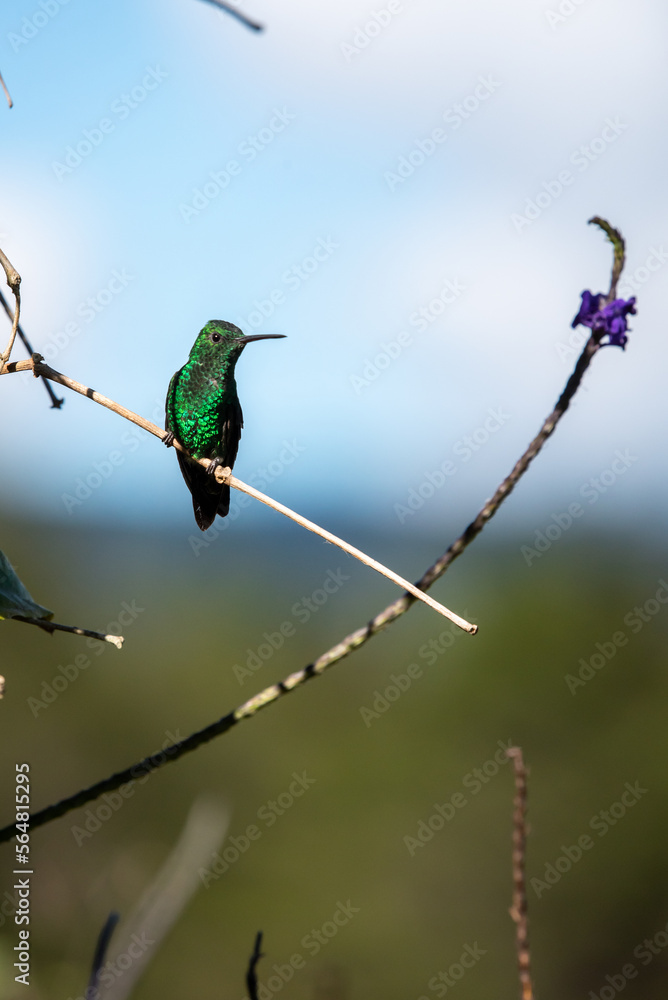 beautiful hummingbird, a bird that flies very fast and has iridescent ...