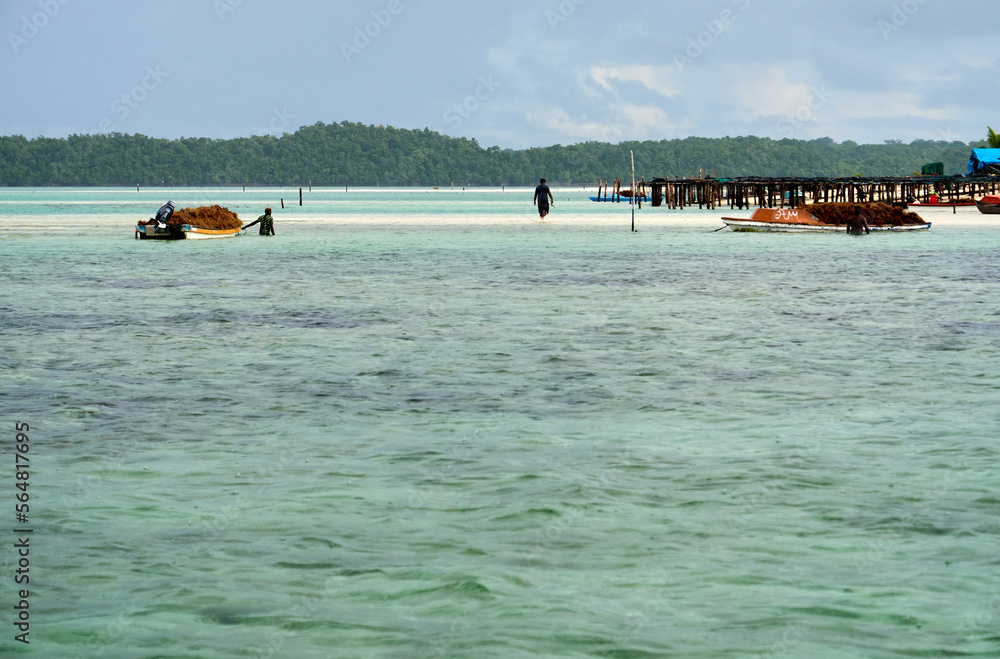 Kelp farming boats harvest carbon negative plant crop, low-lying shore ...