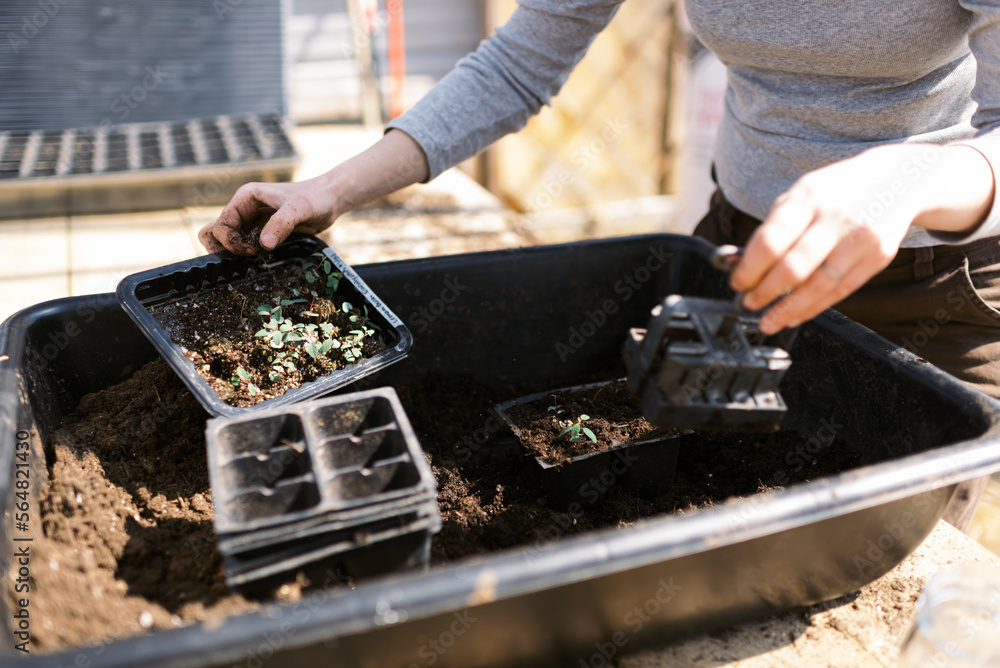 Farm worker making soil blocks for seeds with a handheld soil blocker ...