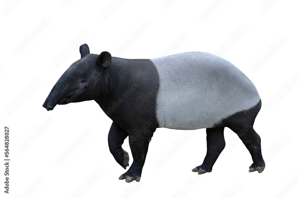 Tapir isolated on transparent background png file Stock Photo | Adobe Stock