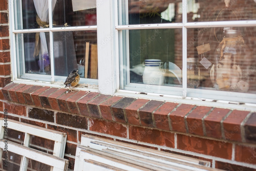 Baby robin on antique store brick window ledge Stock Photo | Adobe Stock