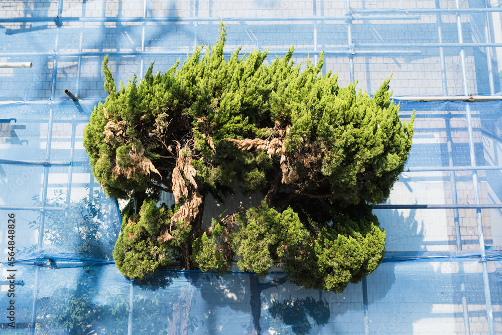 Tree in construction site Stock Photo | Adobe Stock