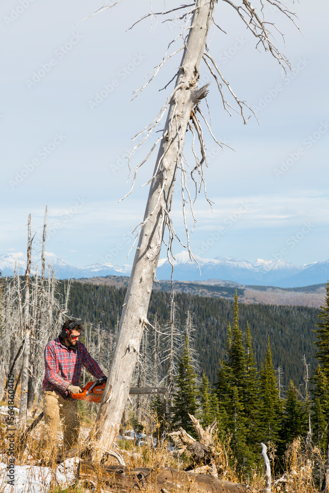 Man Cut Down A Dead Tree Using Chainsaw While Camping In Montana, Usa ...