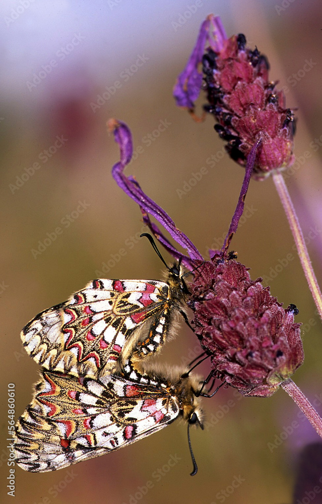 The harlequin butterfly (Zerynthia rumina) is a species of Lepidoptera ...