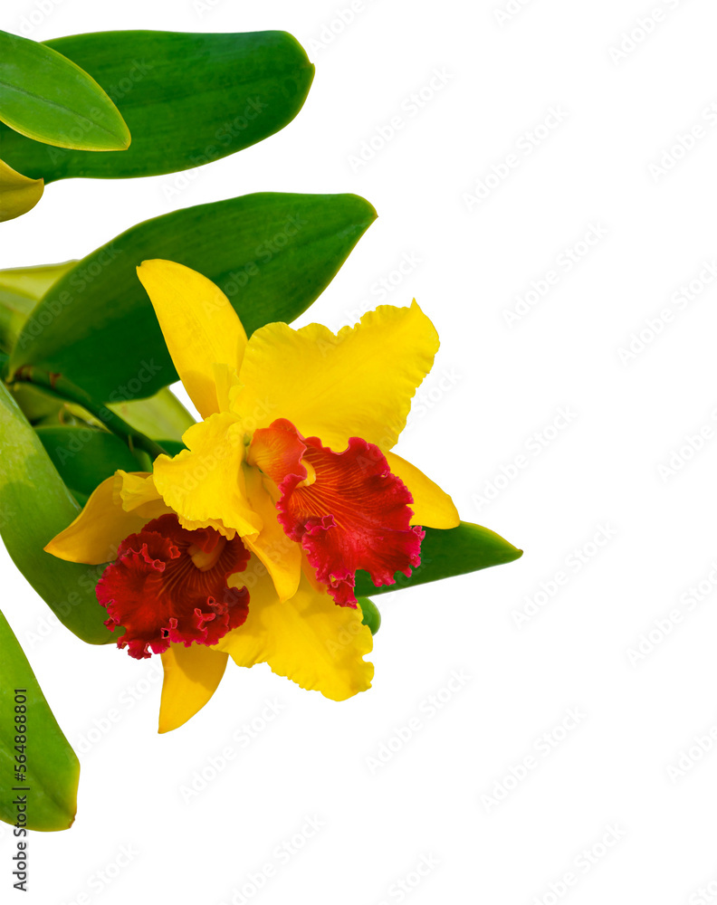 Beautiful yellow and red Cattleya orchid (Potinara Susan fender) are ...