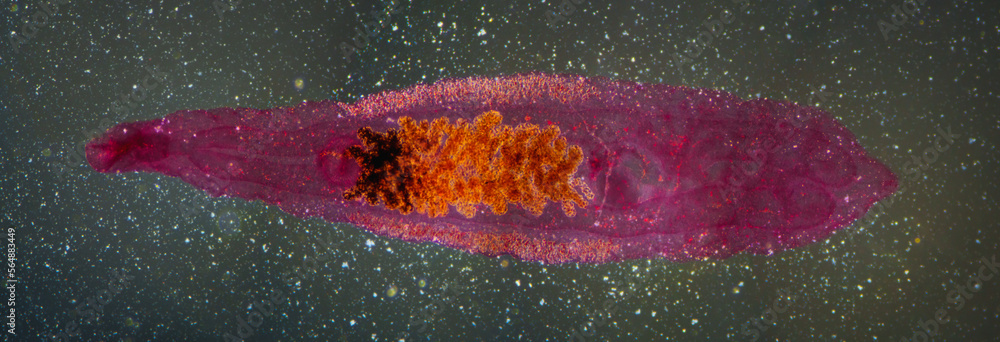 Clonorchis Sinensis Adult