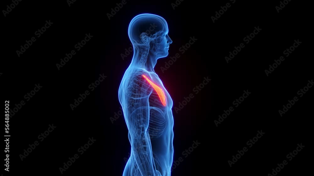 3D rendered medical animation of a man's pectoralis minor Stock Video ...