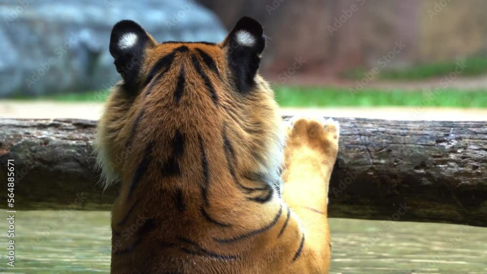 A sumatra tiger with distinctive white spot on ears known as false eyes ...