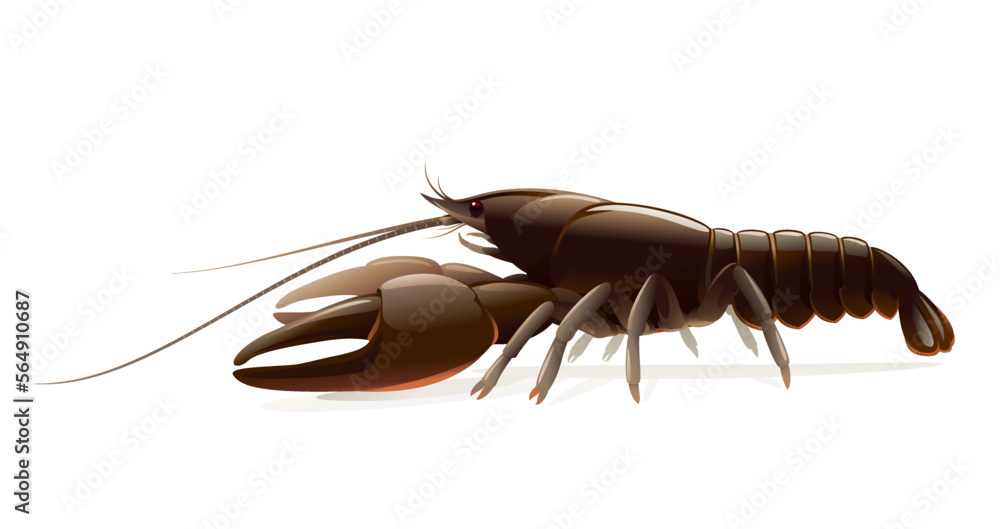 Realistic broad-fingered crayfish isolated illustration, one big ...