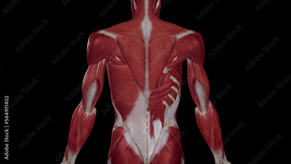 Back muscles anatomy illustration Stock Illustration | Adobe Stock