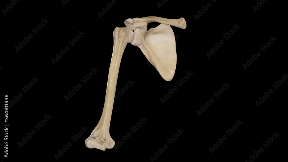 Bones of Shoulder Girdle - Anterior View Stock Illustration | Adobe Stock